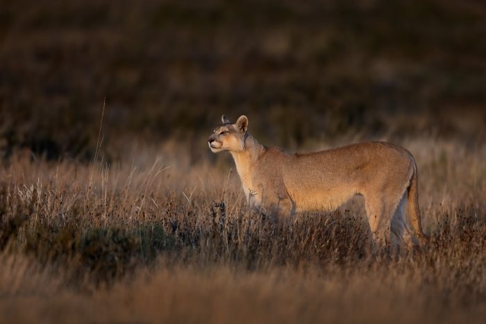 Foto des Monats 06/25 – Puma in Patagonien. - AFRIKA und INDIEN ...